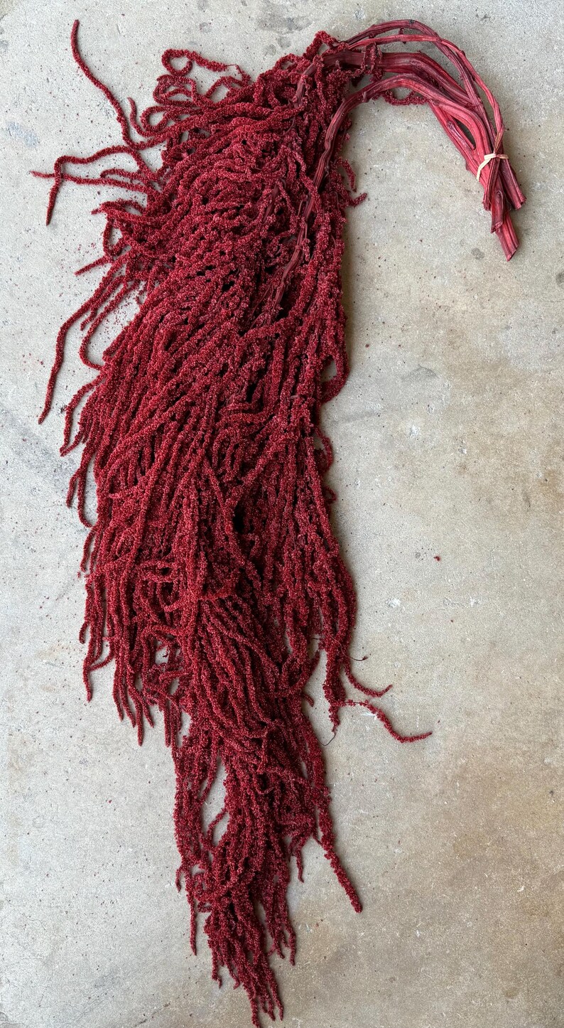 Hanging Amaranthus - Deep Brick Red - Etsy