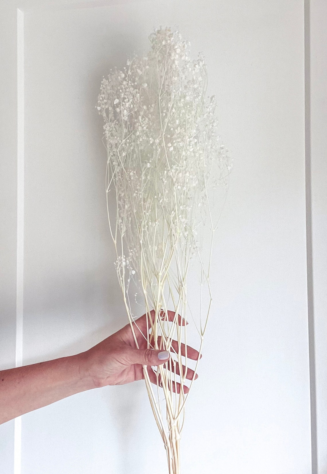 White Preserved Baby's Breath/gypsophilia - Etsy