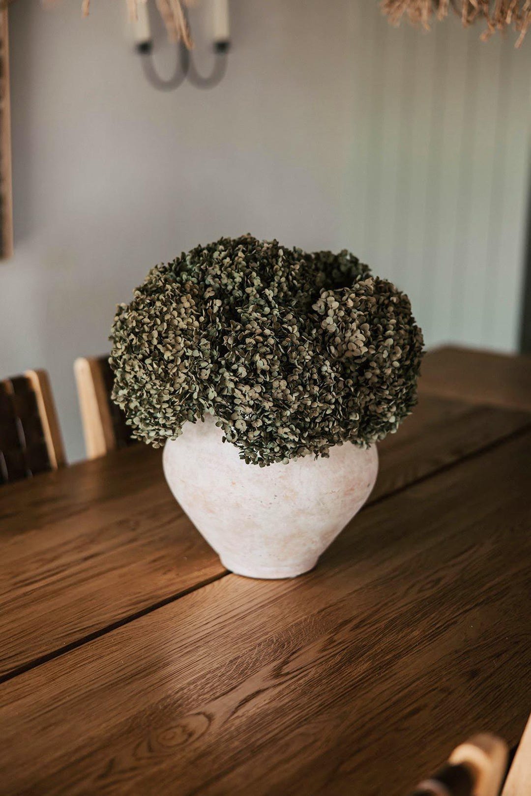 Real Hydrangea Preserved- Medium Olive Green Ombré Hydrangea - Etsy