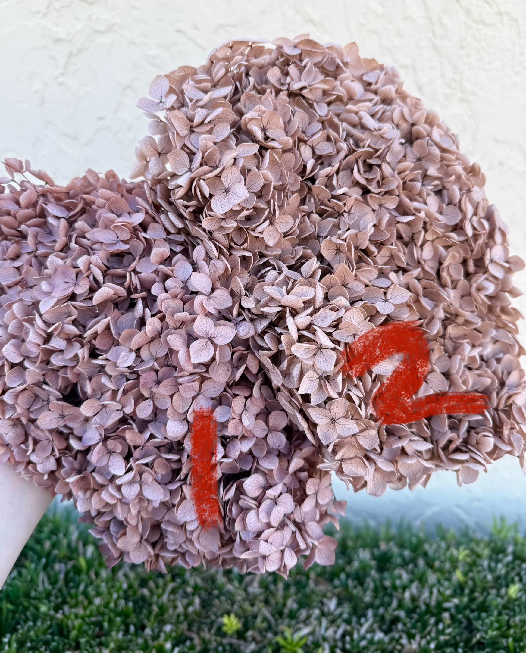 Real Hydrangea Preserved- Large Desert Brown Ombré - Sold per Stem - Etsy