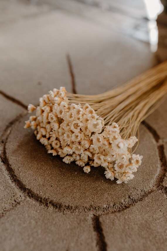Mini Star Flowers Ivory/white | Etsy