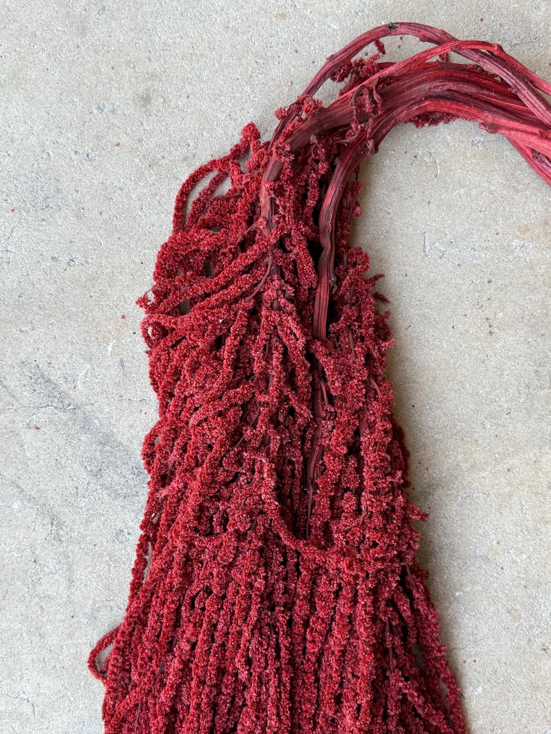 Hanging Amaranthus - Deep Brick Red - Etsy