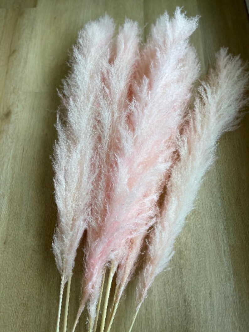 Large 4 Ft Blushpink Fluffy Pampas Grass Etsy