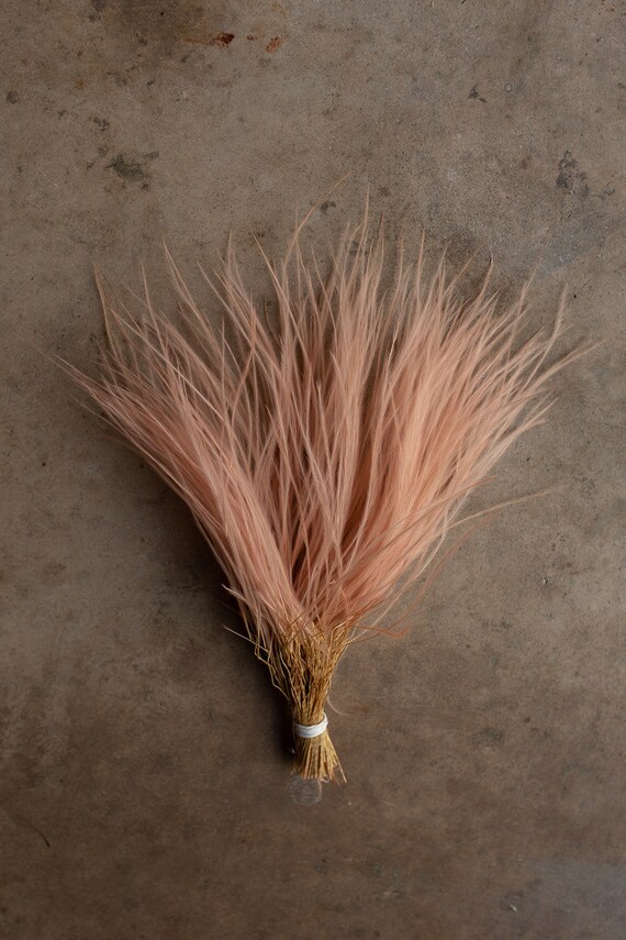 Feather Grass Pink | Etsy