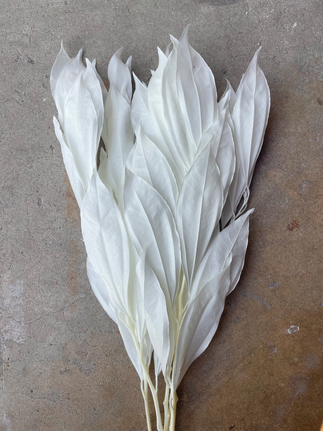 White/ivory Coccolus Preserved - Etsy