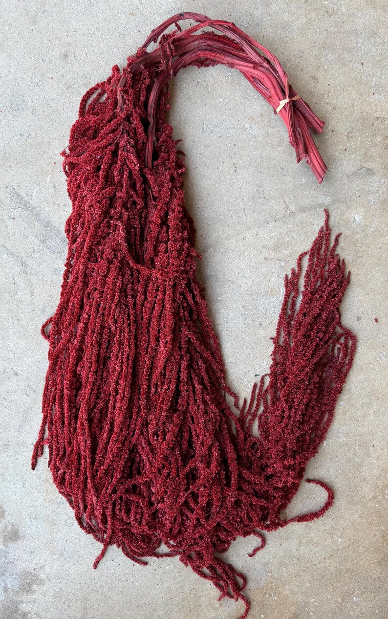 Hanging Amaranthus - Deep Brick Red - Etsy