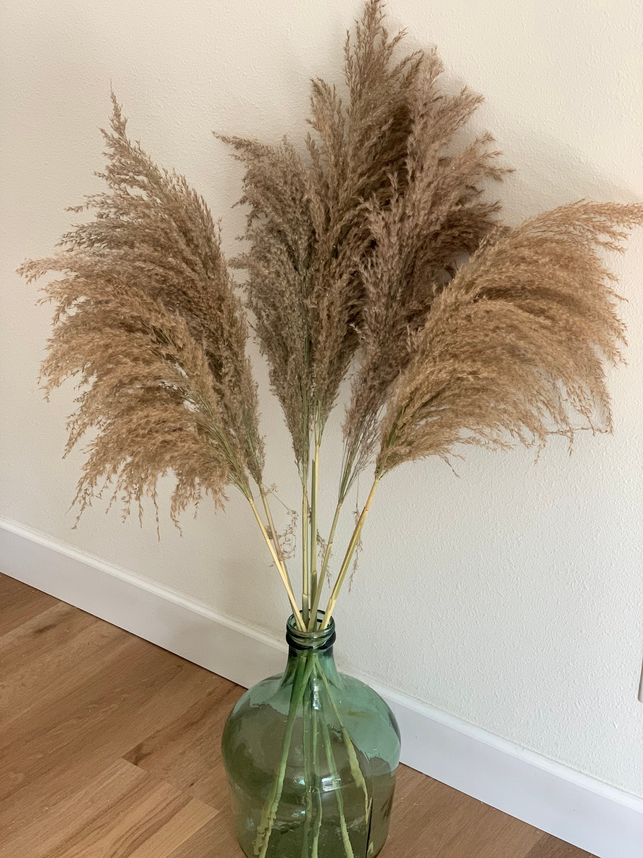 Medium Droopy Brown Natural Pampas Grass | Etsy