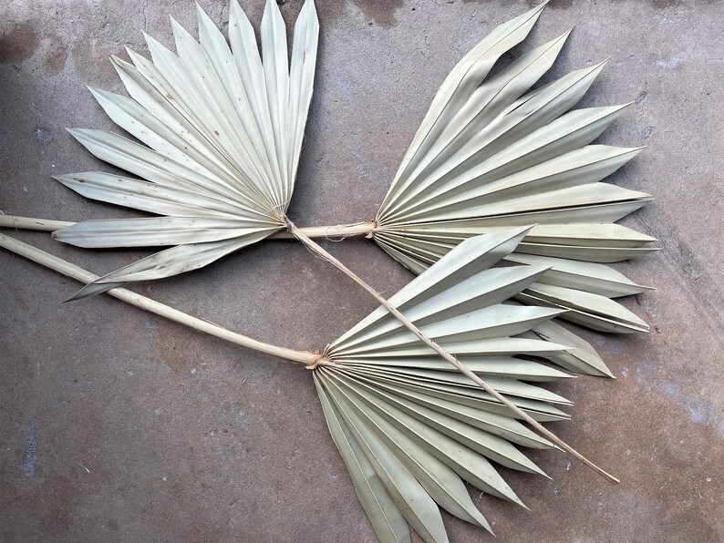 Dried Sun Palm Natural - Etsy
