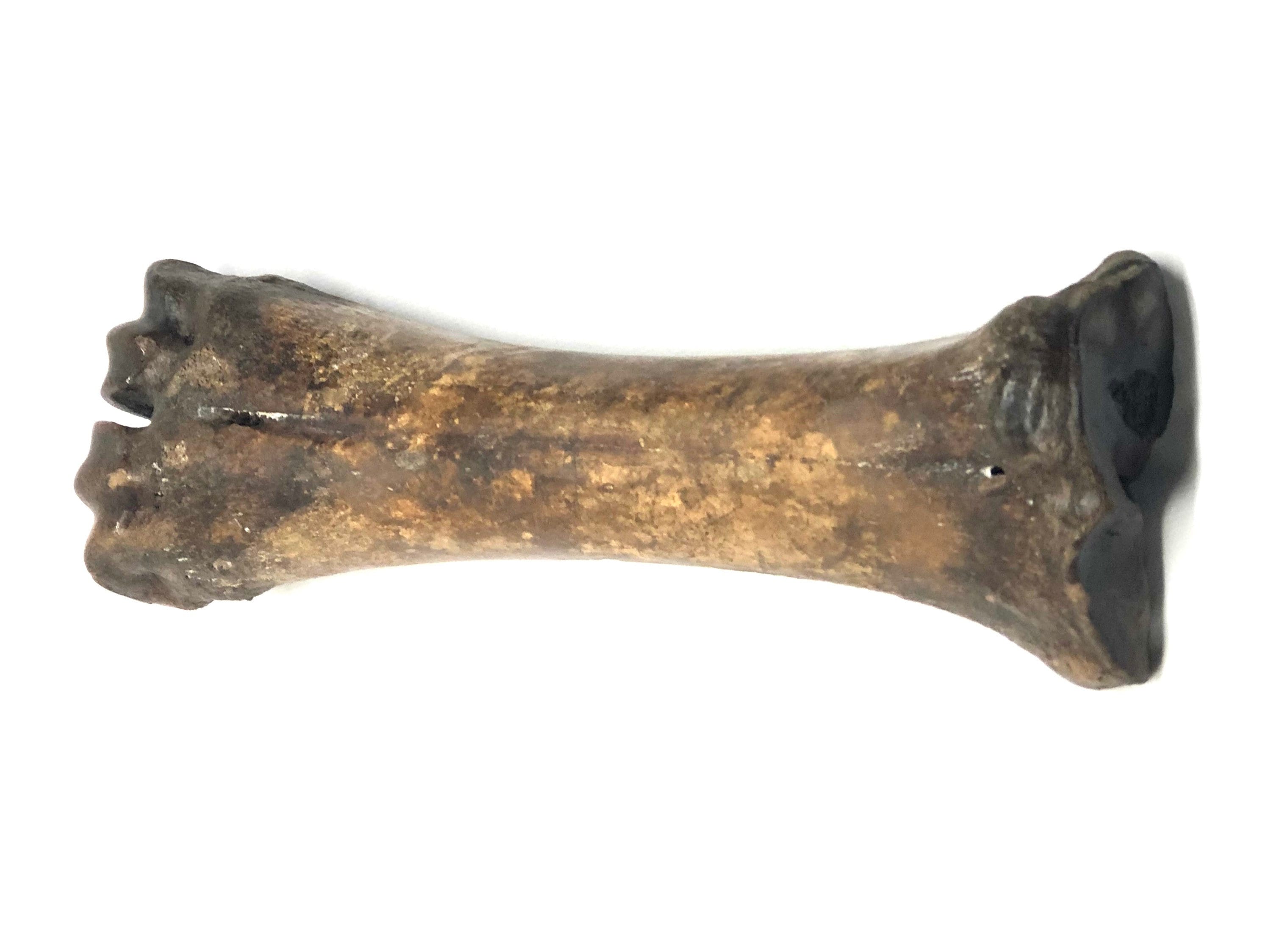 Ancient Bison Leg Bone - Etsy