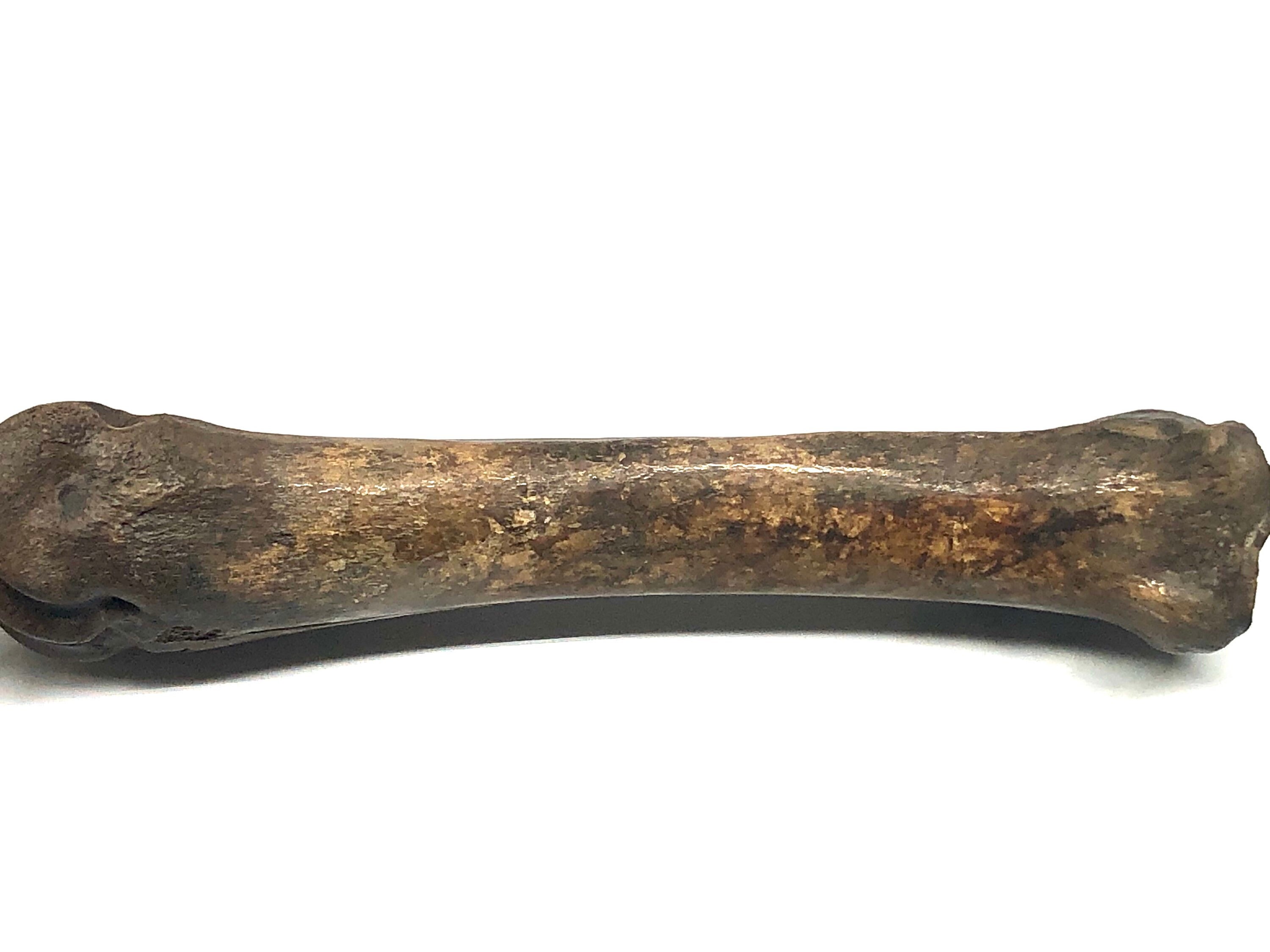 Ancient Bison Leg Bone - Etsy