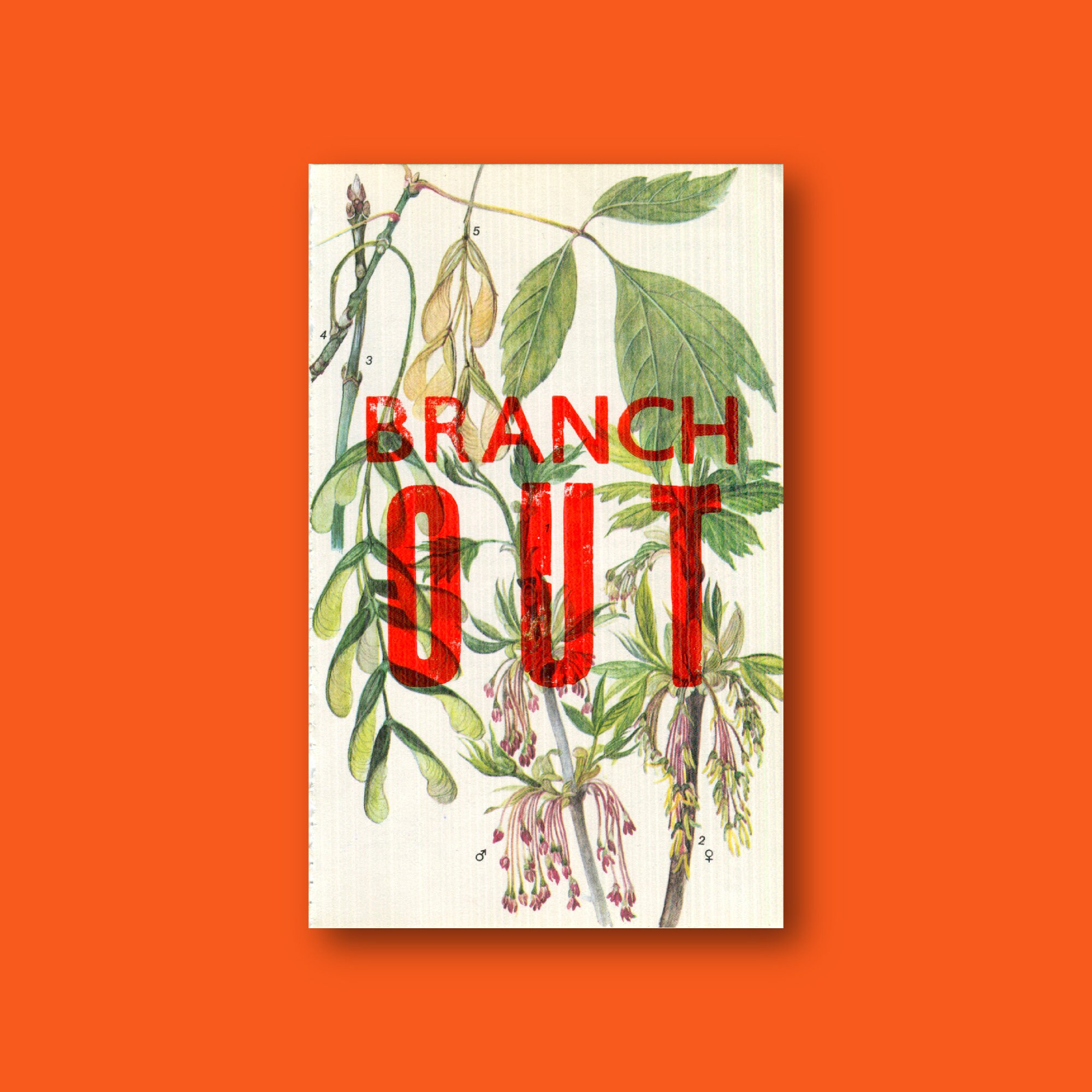 Vintage Tree Illustration Art Poster, Branch Out Letterpress Print ...