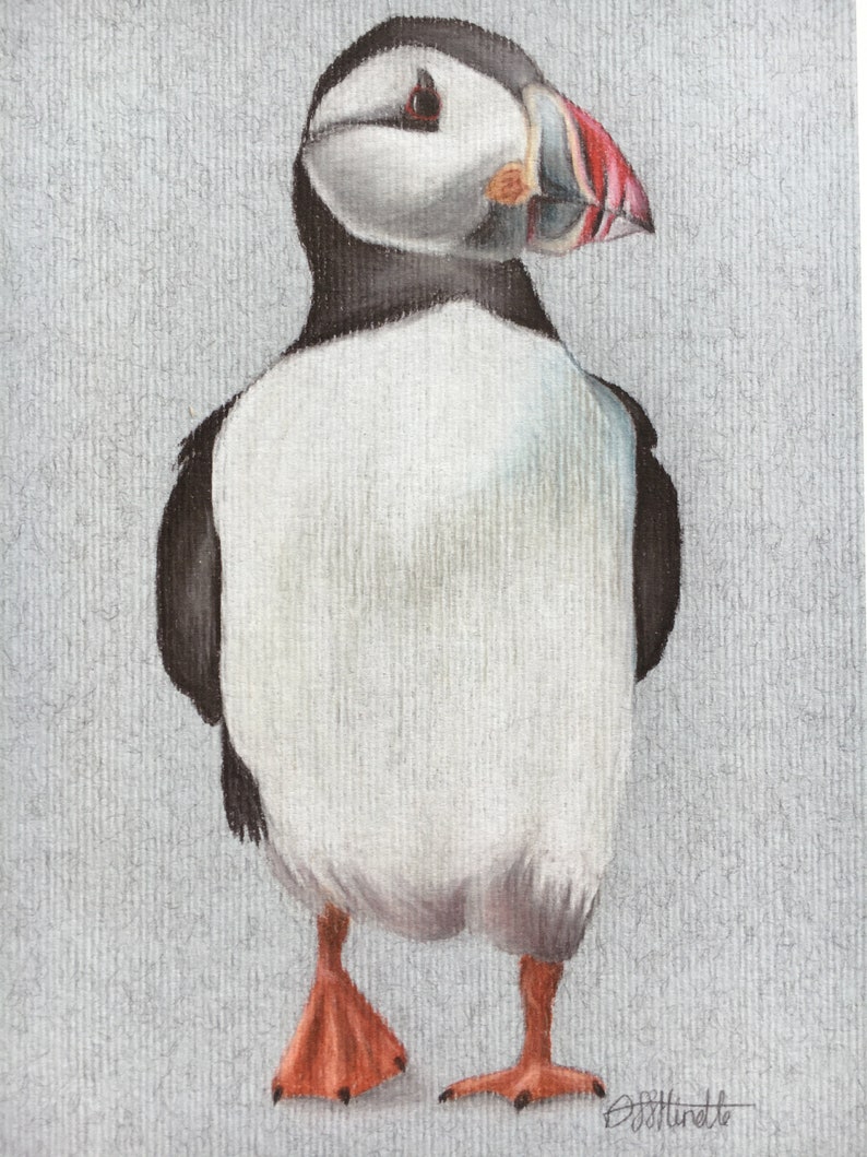 Puffin Coloured Pencil Drawing Art A5 Print - Etsy