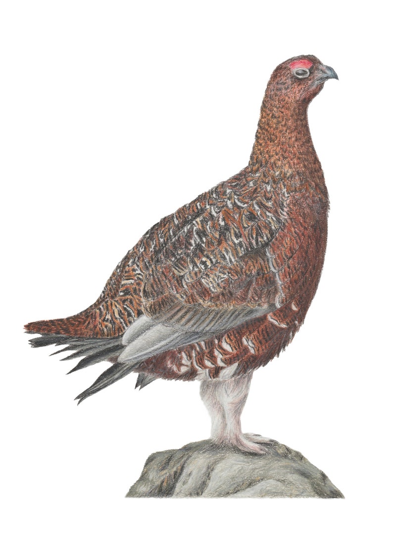 Red Grouse Coloured Pencil Drawing Art A4 Print Hand Signed - Etsy UK