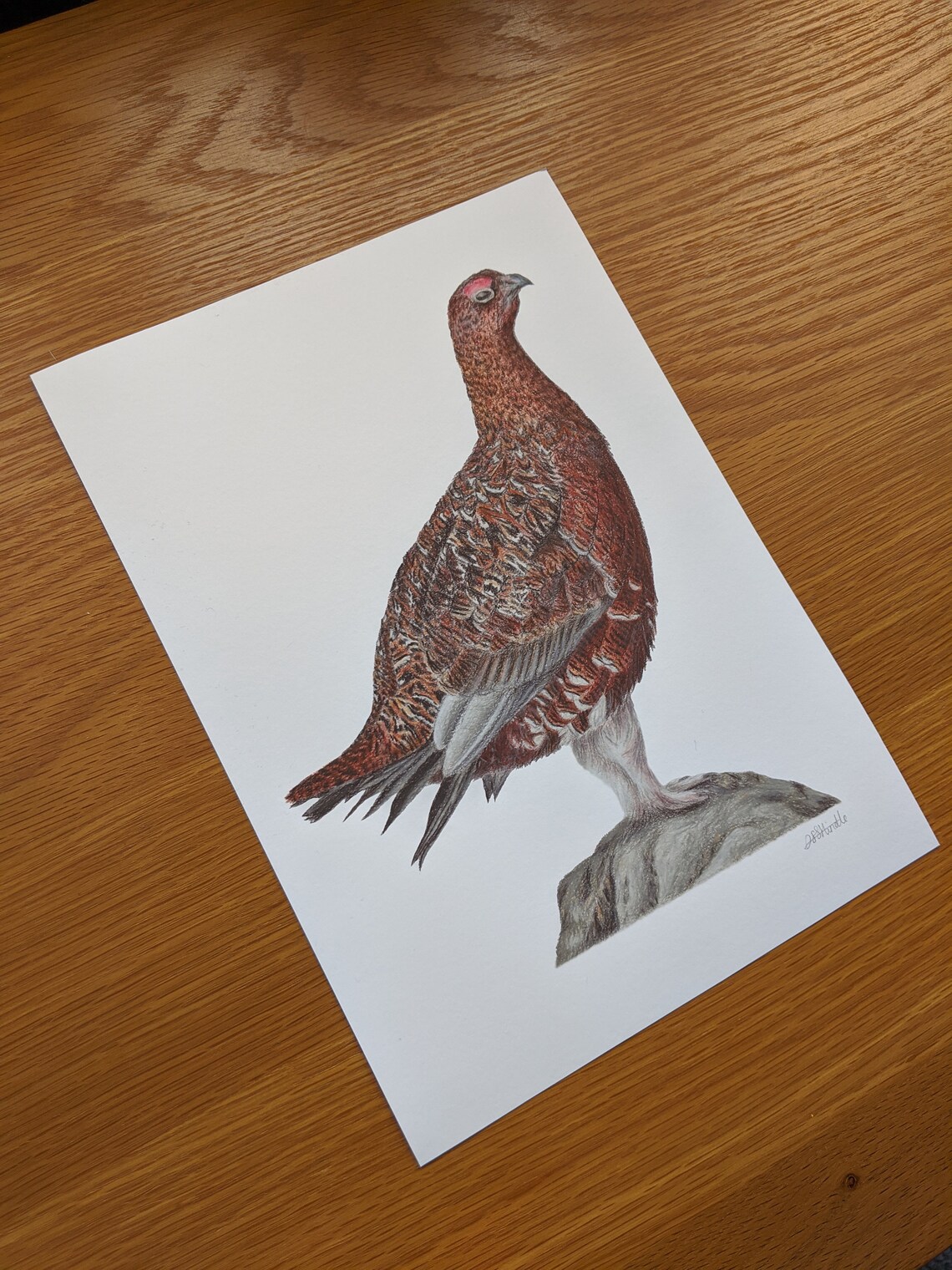 Red Grouse Coloured Pencil Drawing Art A4 Print Hand Signed - Etsy UK