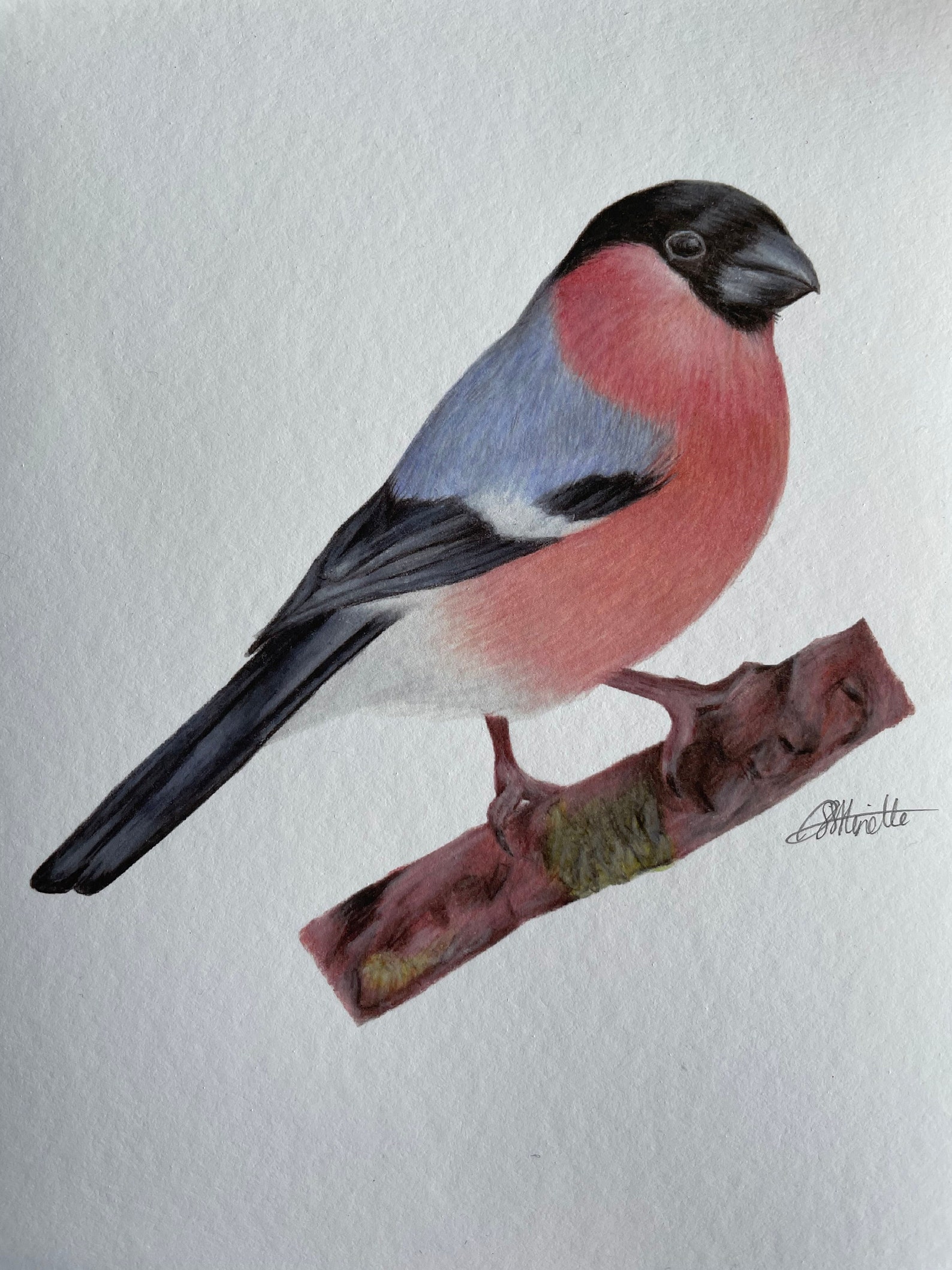 Bullfinch Coloured Pencil Drawing Art A5 Print Hand Signed - Etsy
