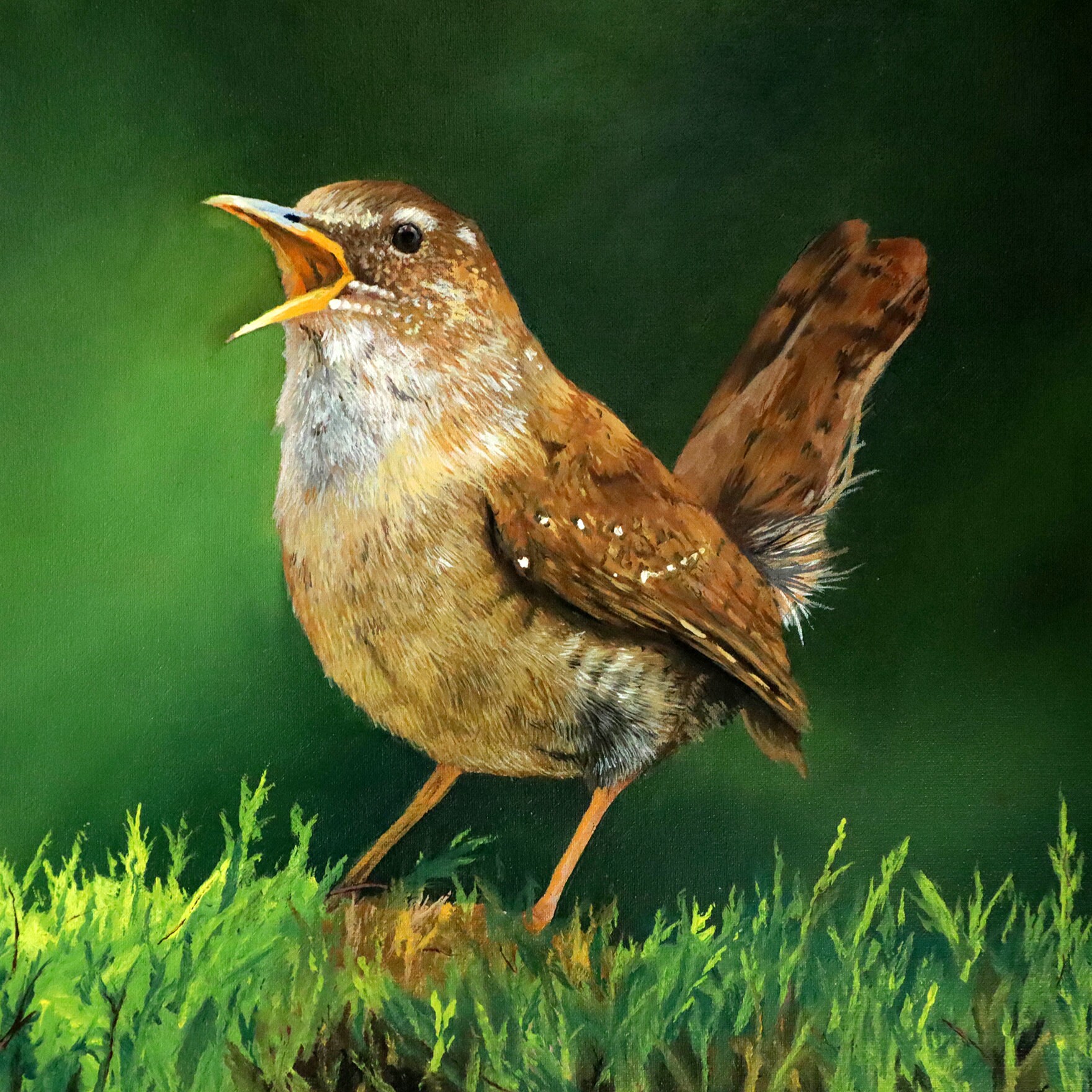 Wren Bird Painting Print - Etsy