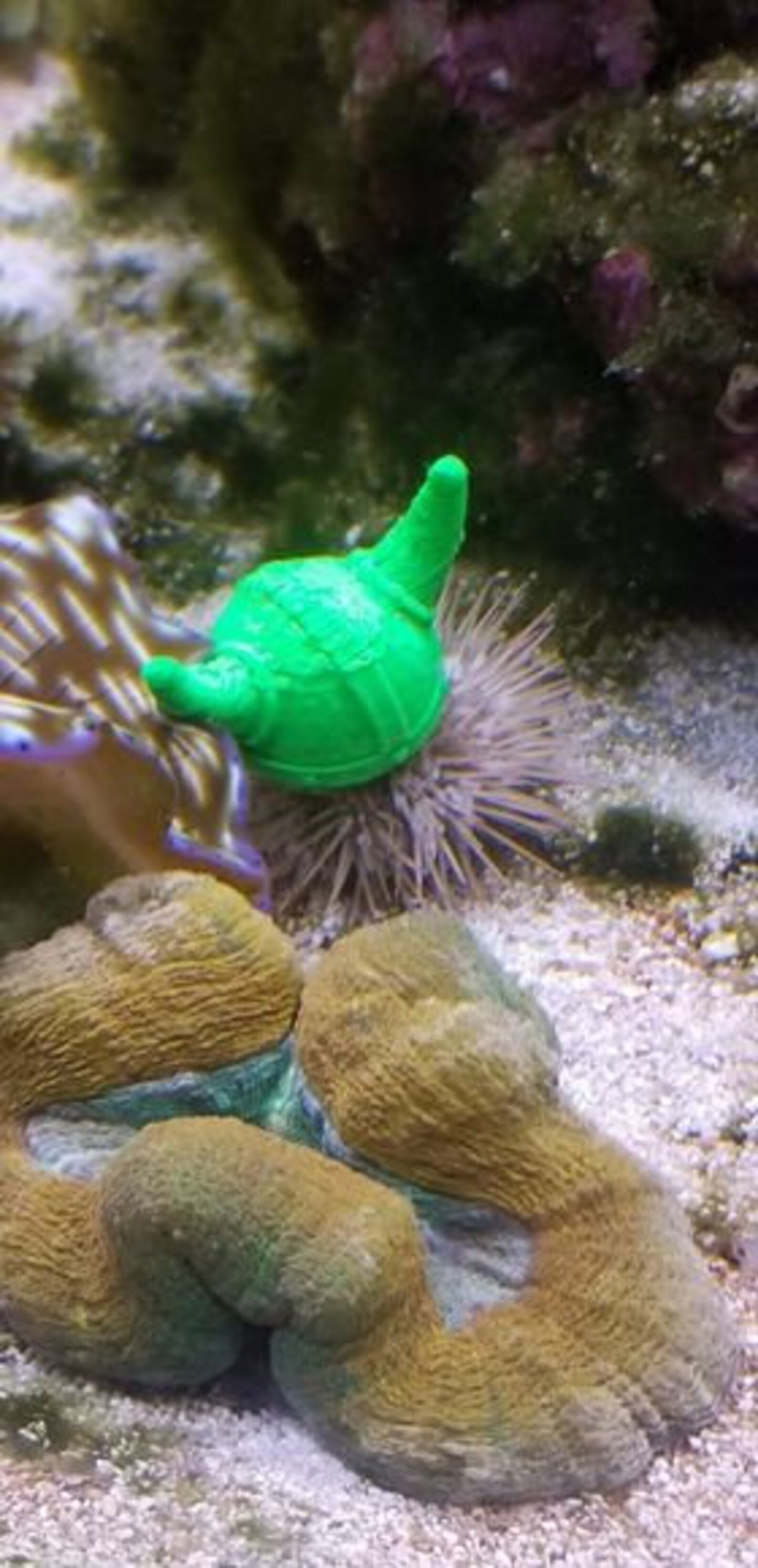 Urchin Hats 4 Pack - Etsy