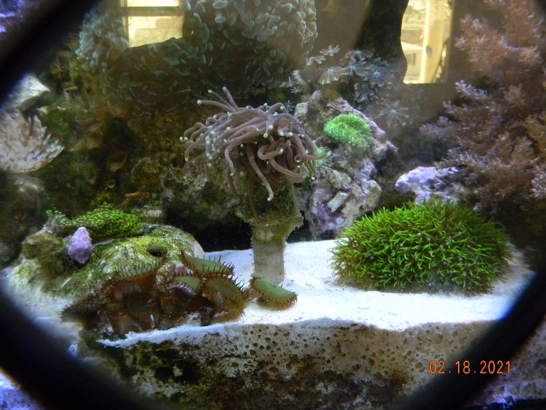 Coral Stands 5 Pack - Etsy