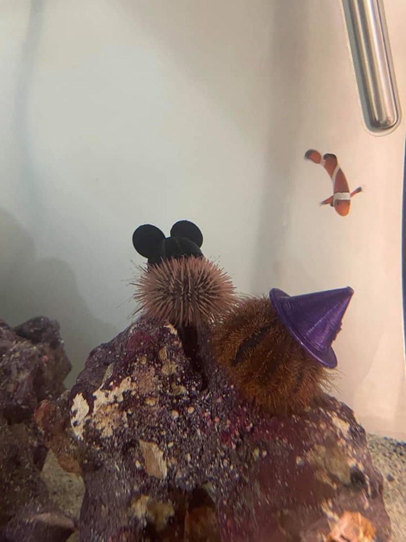 Sea Urchin Hats 2 Pack - Etsy