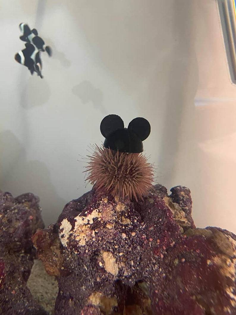 Urchin Hats 4 Pack - Etsy