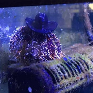 Sea Urchin Hats 4 Pack | Etsy