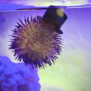 Sea Urchin Hats 2 Pack - Etsy