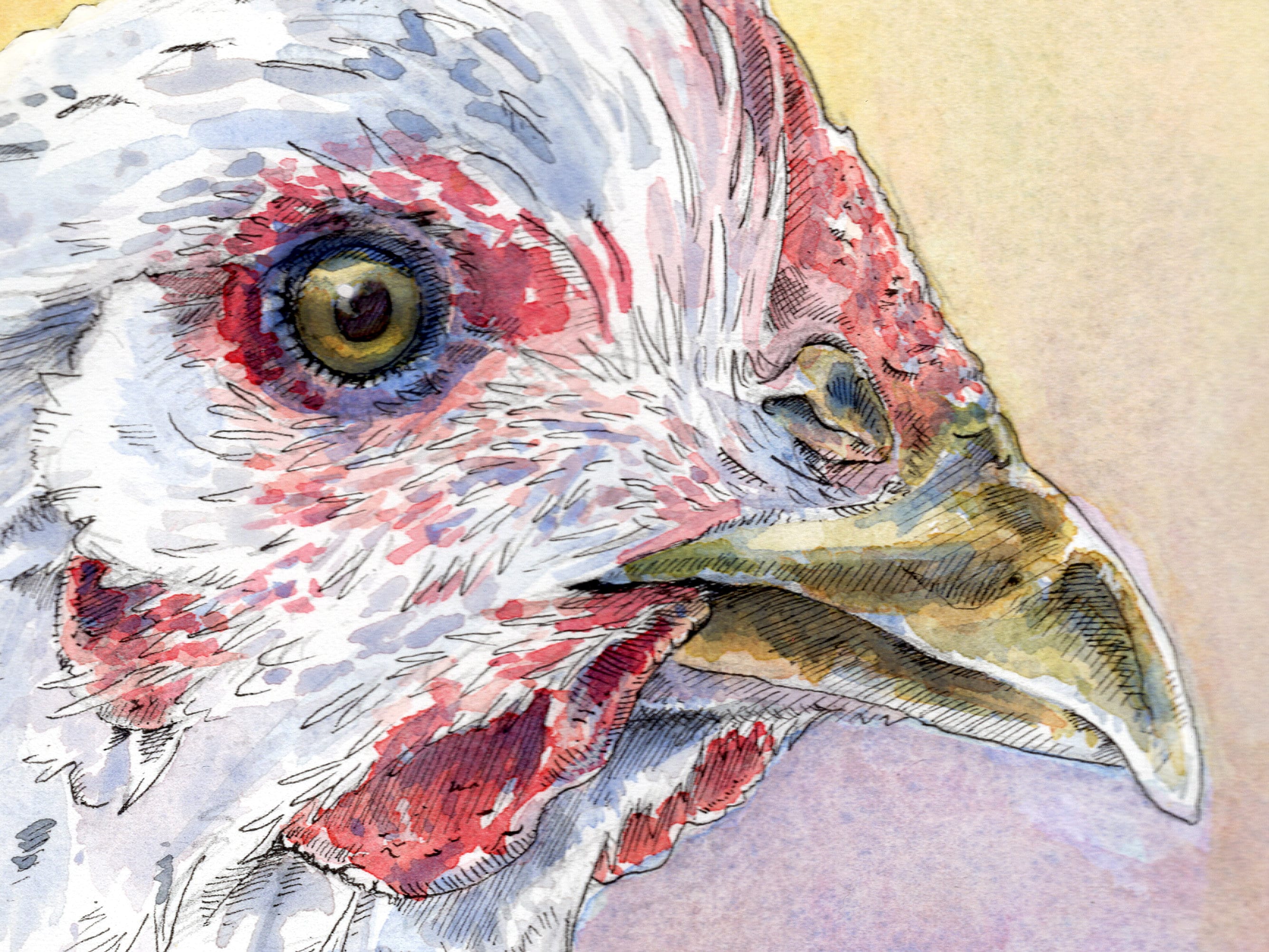 Hen Watercolour Print, Hen Art Print, Chicken Art, Painting Print ...