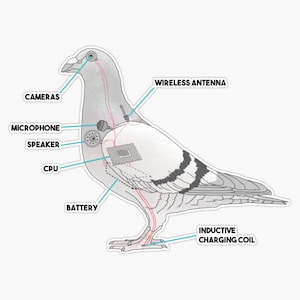 Pigeons Aren't Real Bumper Sticker Decal Sticker Window Vinyl Decal 5 ...