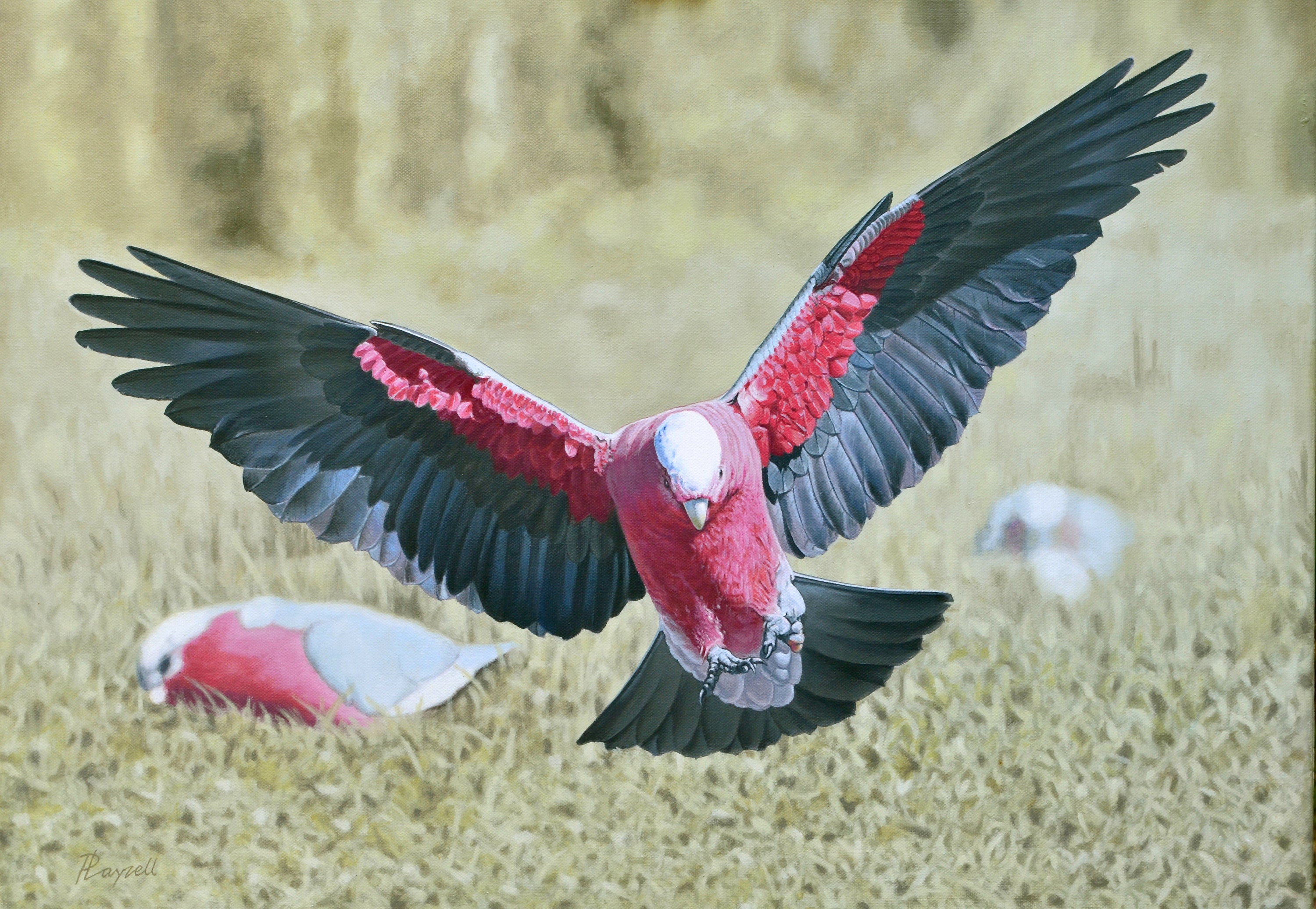 Galah Cockatoo Flying
