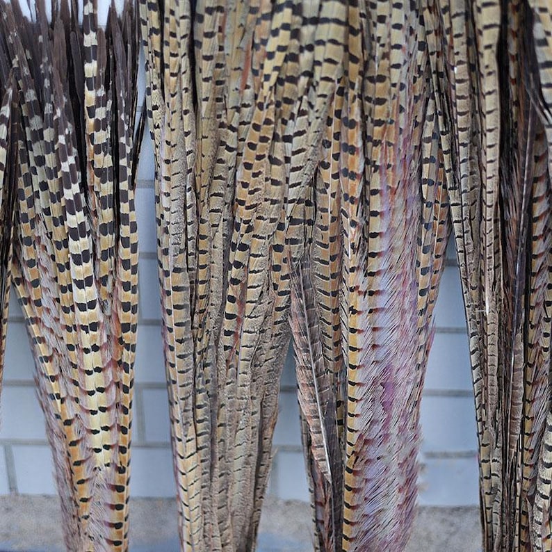 Natural Ringneck Pheasant Tail Feathers, Natural Feathers for Crafting ...