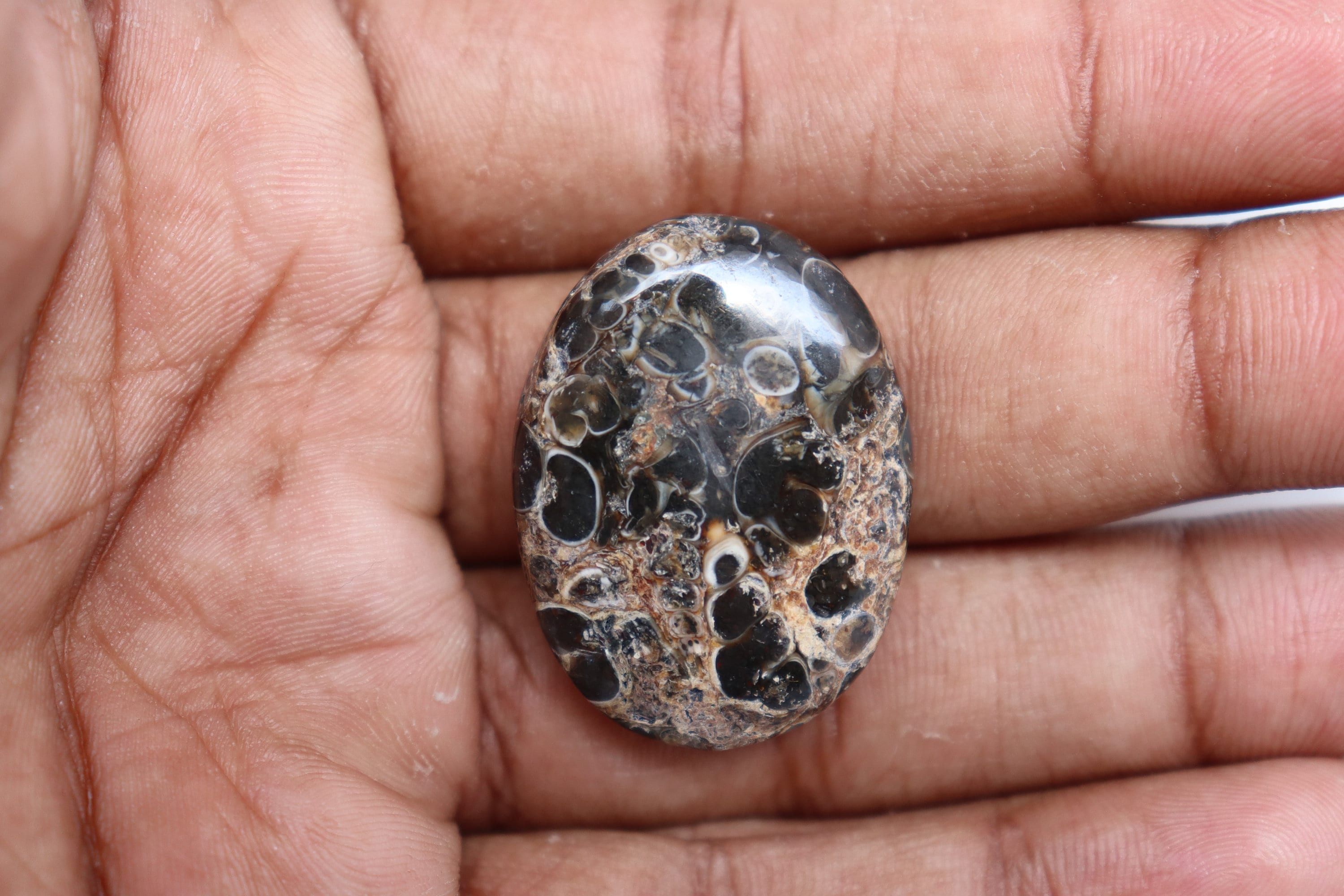 Natural Turritella Agate Palm Stone, Loose Stone, Gemstone, Gorgeous ...