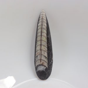 Orthoceras Fossil Cabochon, Natural Orthoceras Fossil Cabochon, Orthoceras Stone, Gemstone for ...