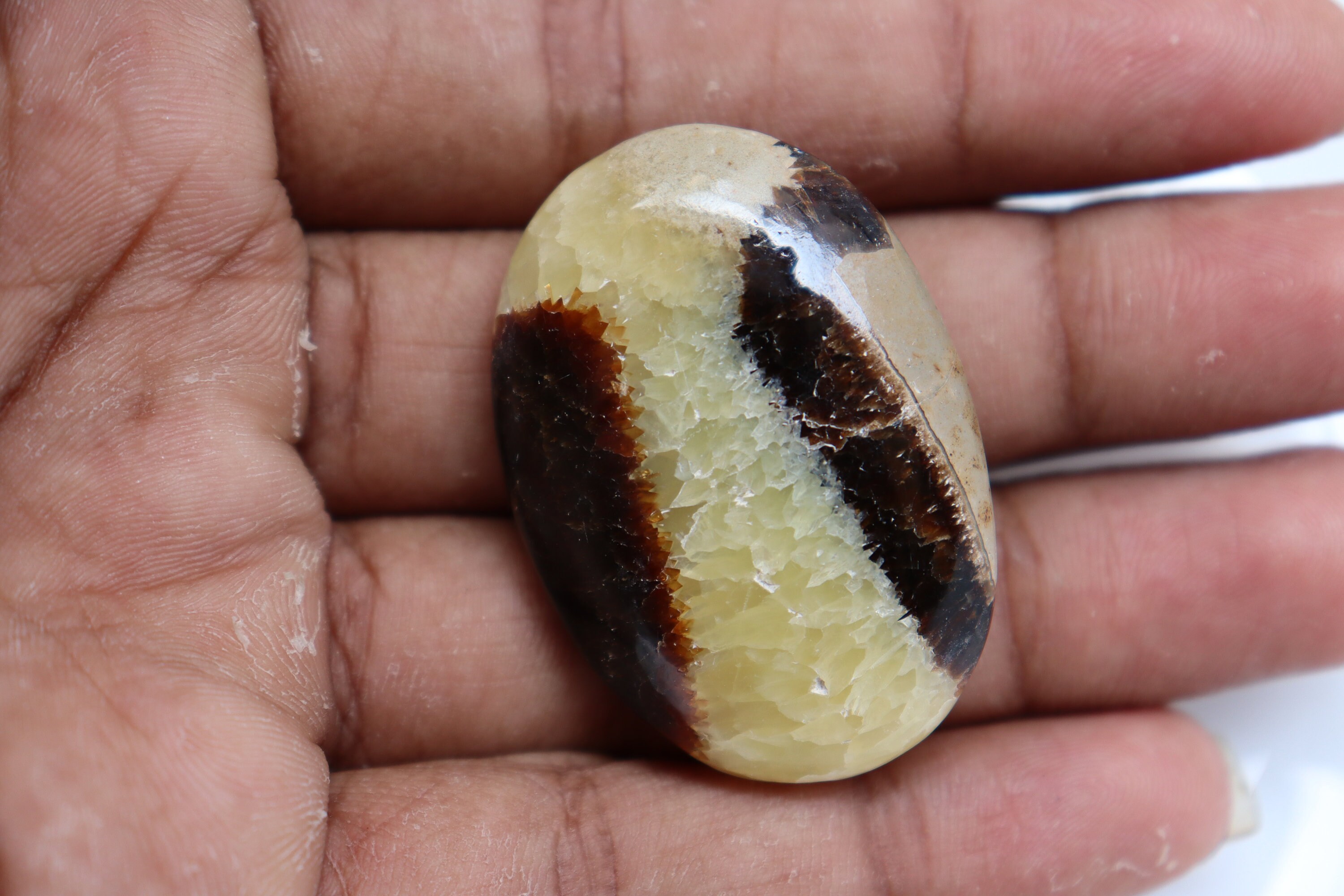Natural Septarian Palm Stone , Crystal Mineral Specimen, Collector ...