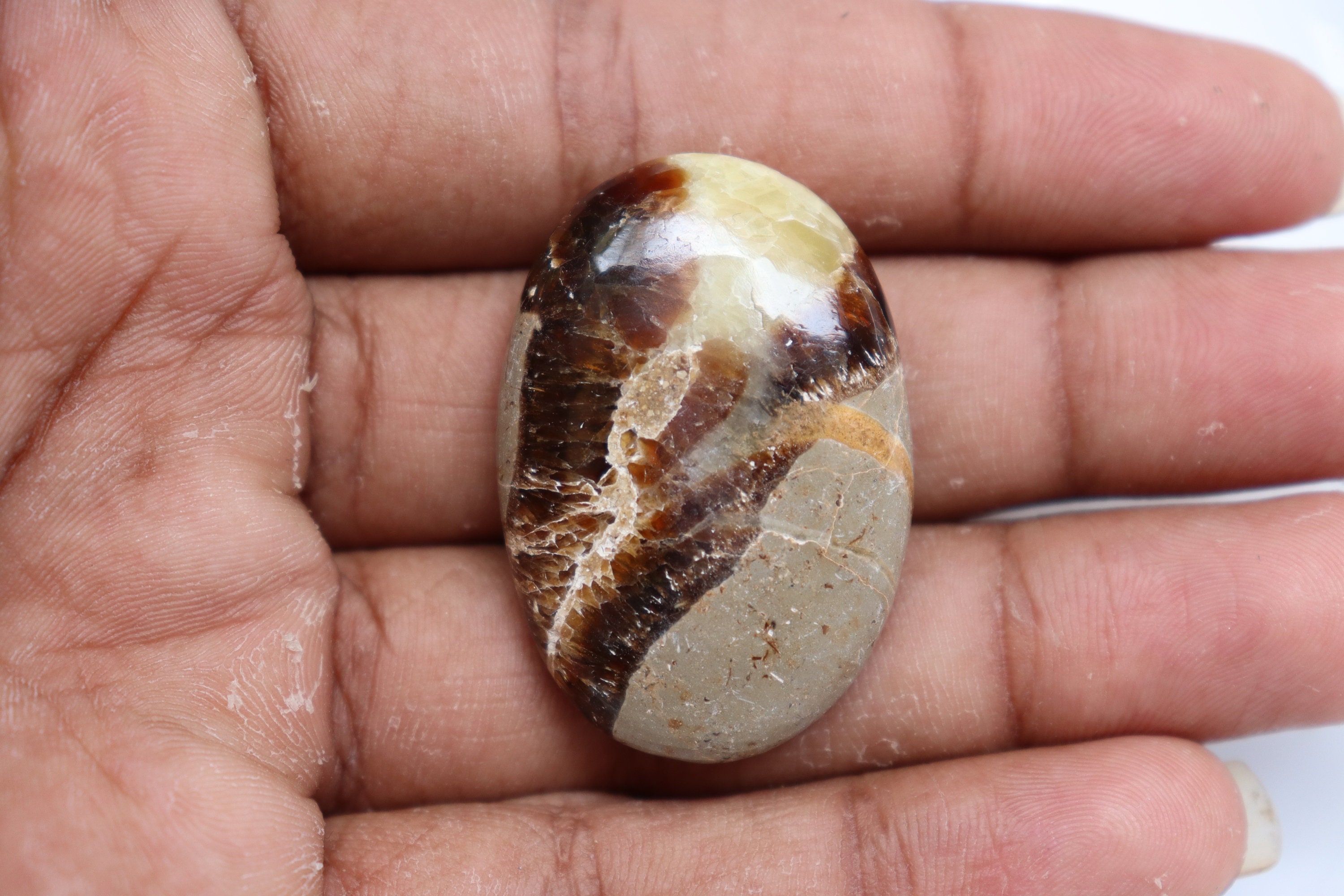 Natural Septarian Palm Stone , Crystal Mineral Specimen, Collector ...