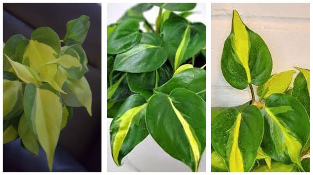 Rare Brazil Brasil Philodendron Vine Live Plant - TLMAGIC - Etsy