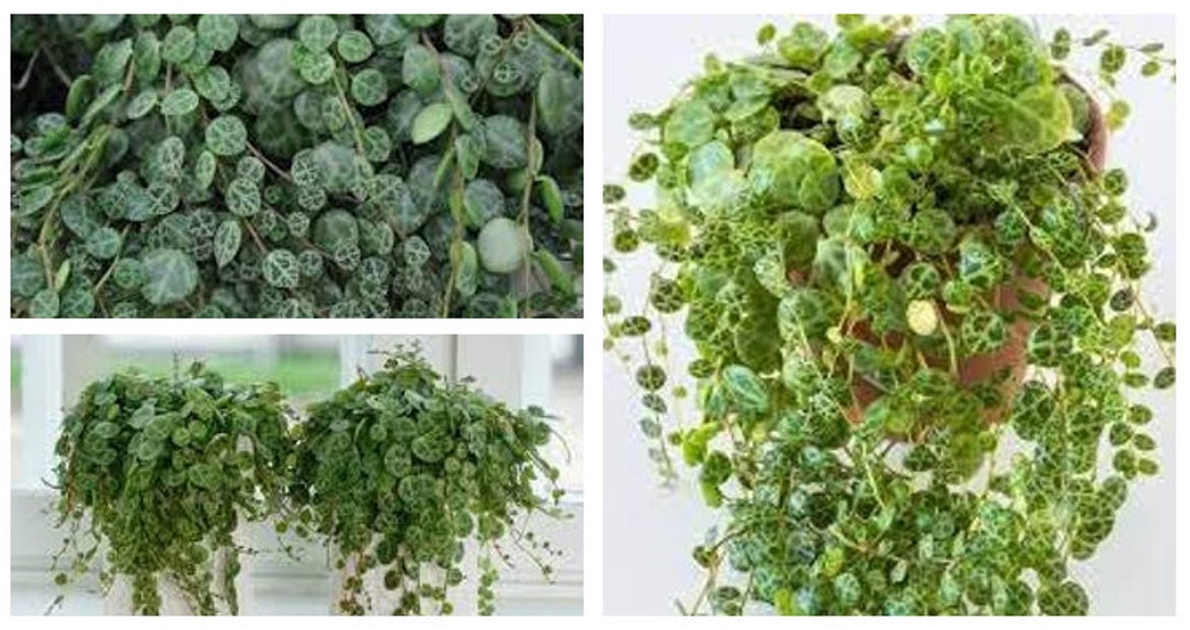 String of Turtles Peperomia Prostata Succulent Plant in 2” Pot ...