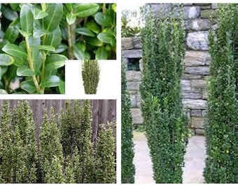 Holly 'sky Pencil' live Plant - Etsy