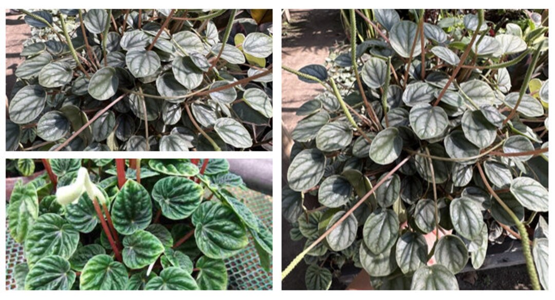 Peperomia Caperata 'silver Ripple' - Live House Plant in 4” Pot ...