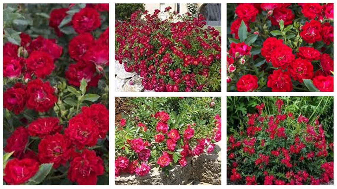 Red Drift Groundcover Rose - 1 Live Plant - TLMAGIC - Etsy