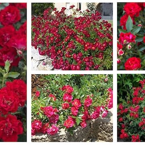 Red Drift Groundcover Rose - 1 Live Plant - TLMAGIC - Etsy