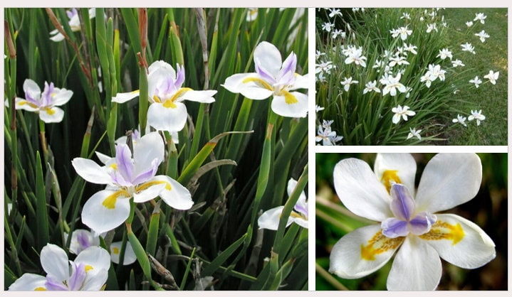 Plant Seeds Dietes Iridioides Butterfly Iris Flowering TLMAGIC - Etsy