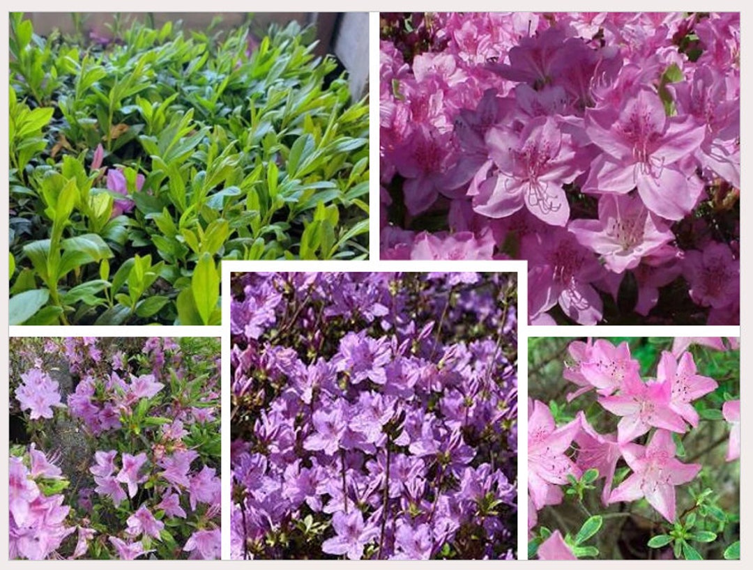 Poukhanense Lavender Korean Azalea - Starter Plant -1 Live Plant ...