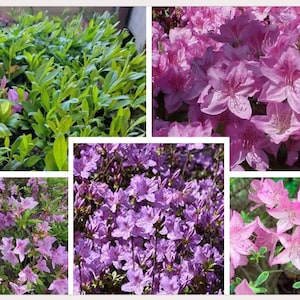 Poukhanense Lavender Korean Azalea - Starter Plant -1 Live Plant ...