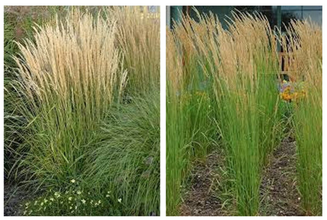 Karl Foerster Feather Reed Grass - 1 Live Plant - TLMAGIC - Etsy