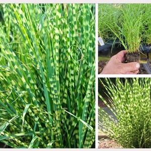 Little Zebra Dwarf Maiden Grass - 1 Live Plant - TLMAGIC - Etsy