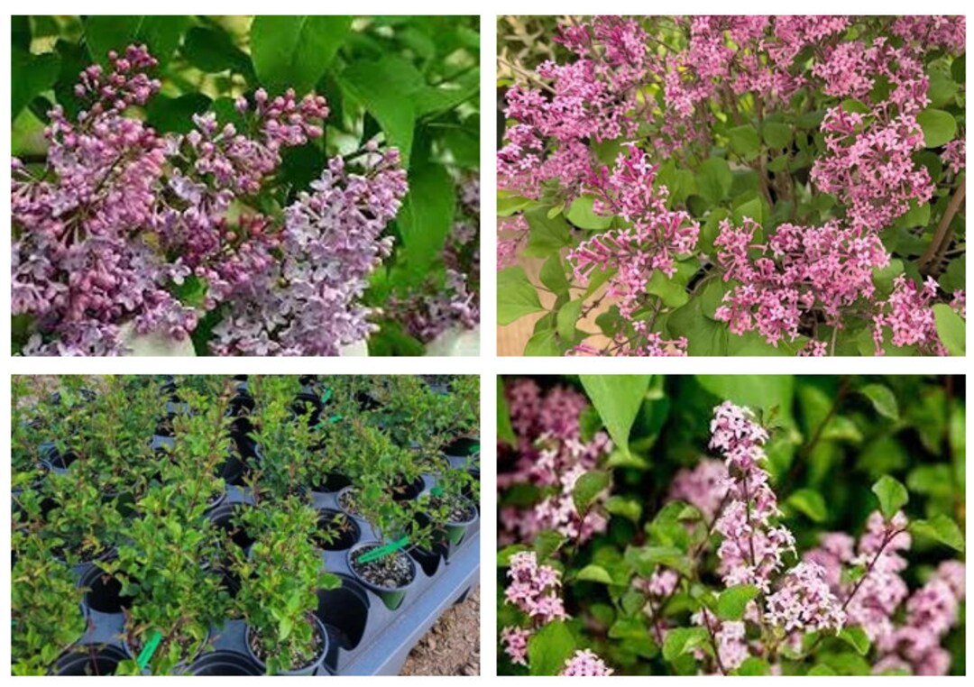 Red Pixie Lilac - 1 Live Plant - TLMAGIC - Etsy