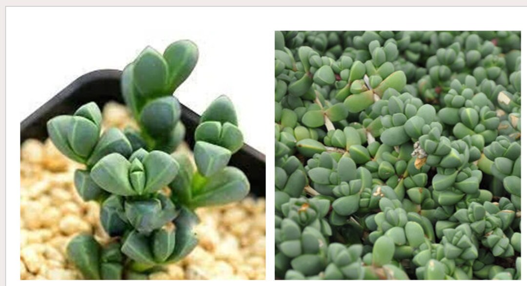 Fresh Corpuscularia Lehmannii Ice Astridia Velutina Brocade Succulent ...