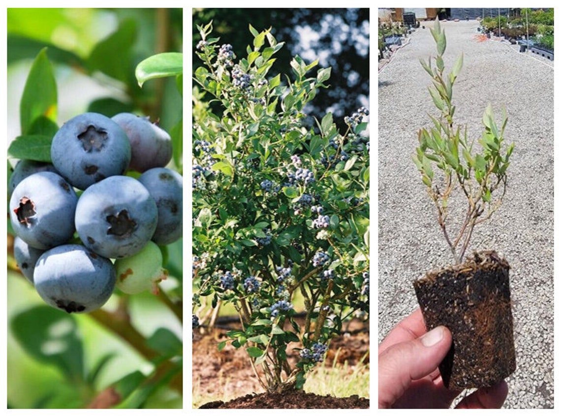 Mini Blues Blueberry Bush - 1 Live Plant- TLMAGIC - Etsy