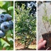 Mini Blues Blueberry Bush - 1 Live Plant- TLMAGIC - Etsy