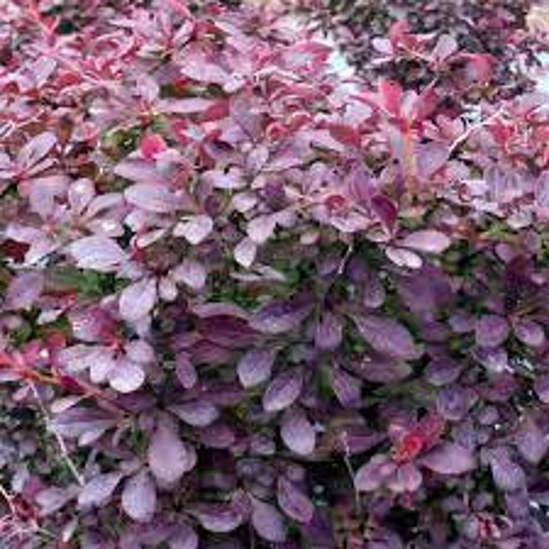 Crimson Pygmy Japanese Barberry 1 Live Plant TLMAGIC - Etsy